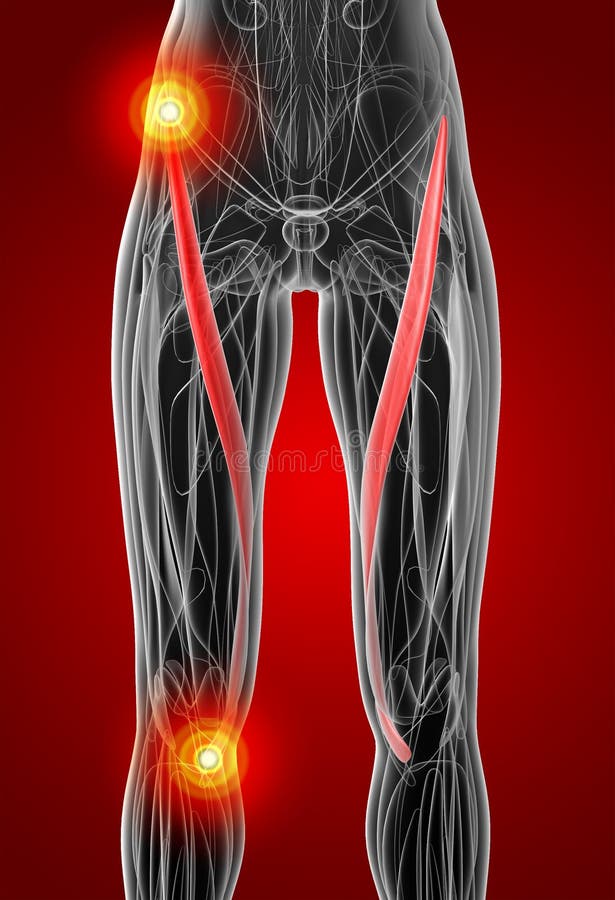 Medical Illustration of the Sartorius Stock Illustration - Illustration ...