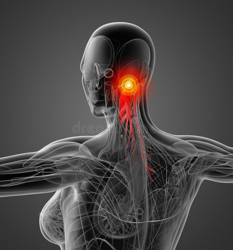 Medical Illustration of the Semispinalis Capitis Stock Illustration ...