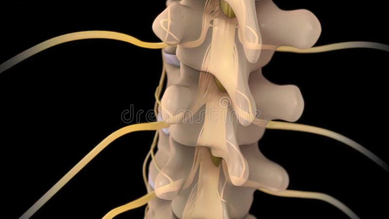 Medical Illustration of Spinal Cord and Neural Foramen Stock ...