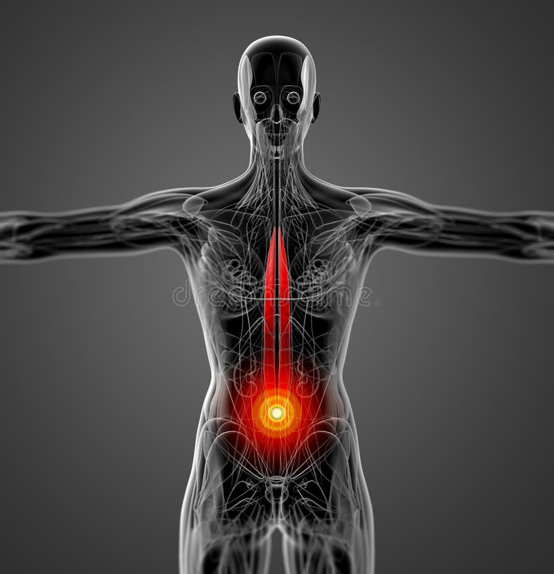 Medical Illustration of the Spinalis Dorsi Stock Illustration ...