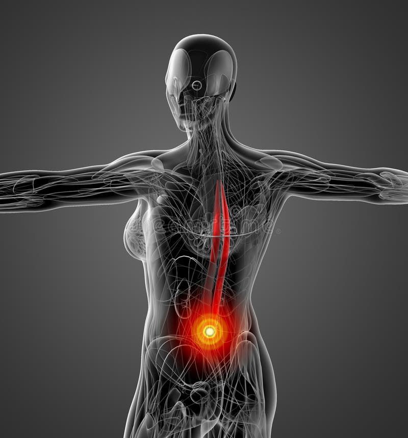 Medical Illustration of the Spinalis Dorsi Stock Illustration ...