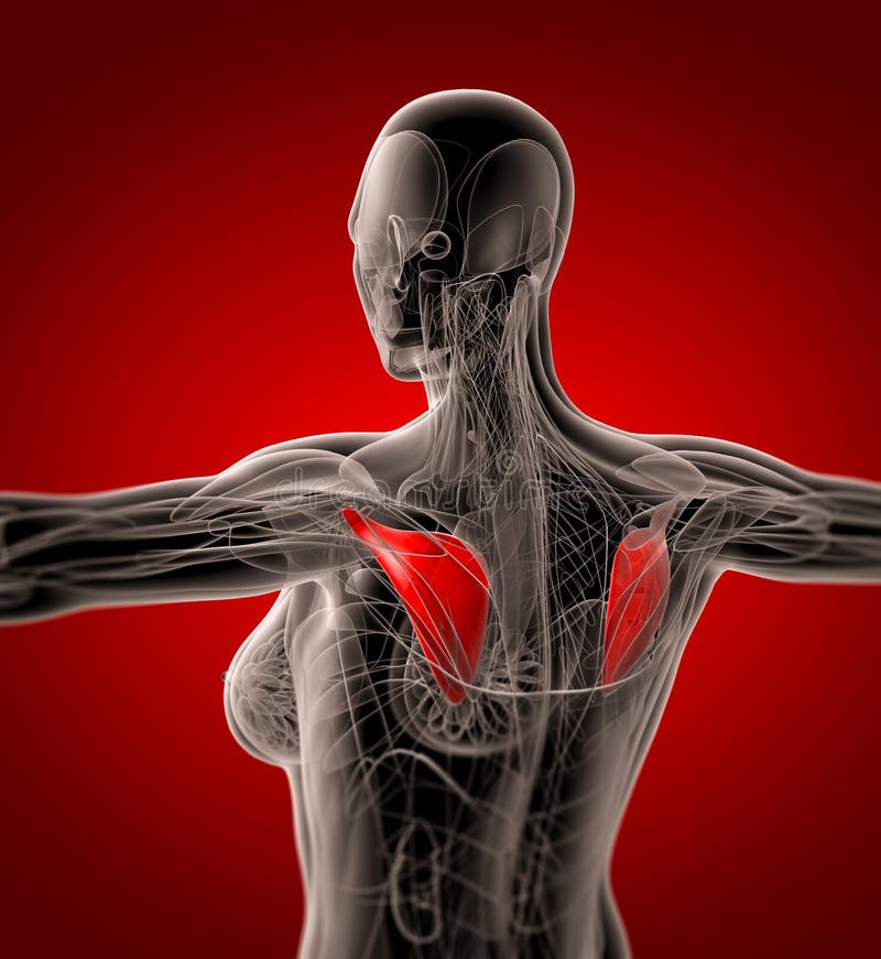 3D Rendering Illustration of the Subscapularis Stock Illustration ...