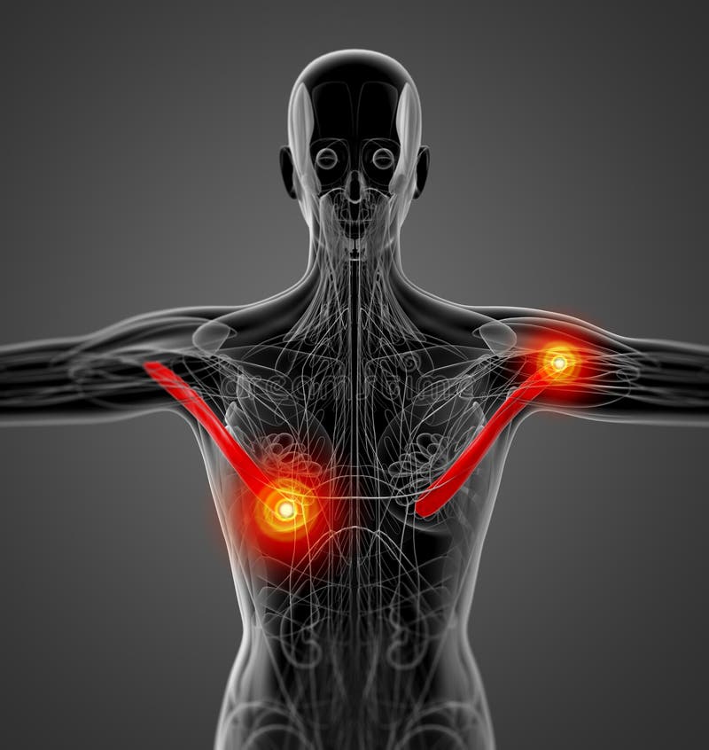 Medical Illustration of the Teres Major Stock Illustration ...
