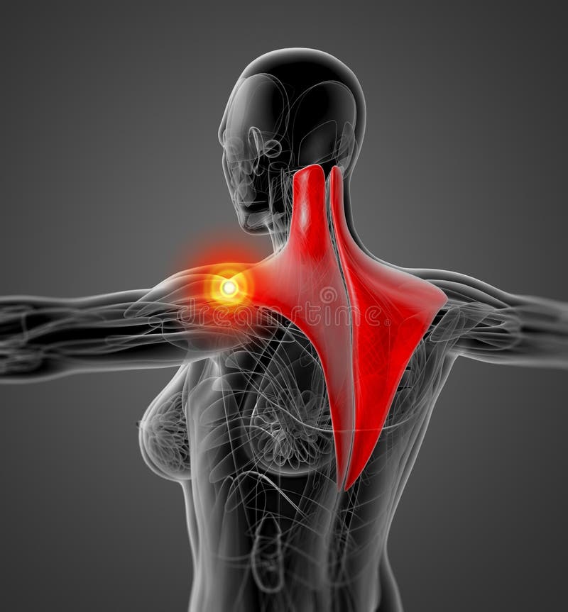 Medical Illustration of the Trapezius Stock Illustration - Illustration ...