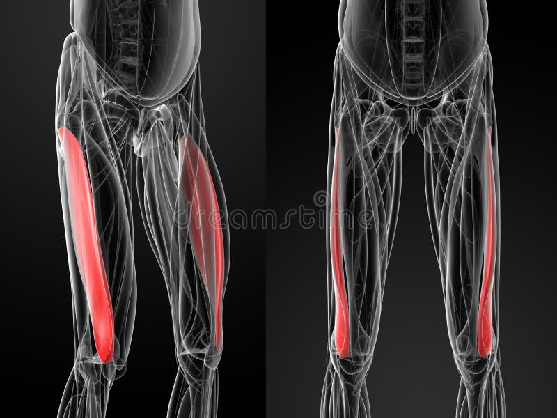Vastus Lateralis Muscle - Anatomy Muscles Isolated On White - 3D ...