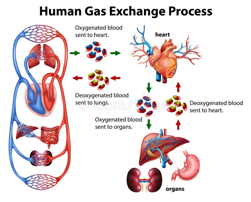 Medical Infographic of Human Gas Exchange Process Stock Vector ...