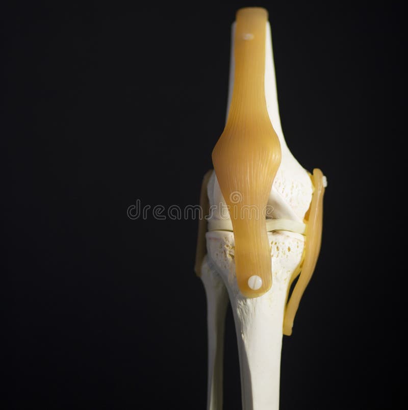 Medical Knee Joint Meniscus Plastic Demonstration Teaching Model Stock ...