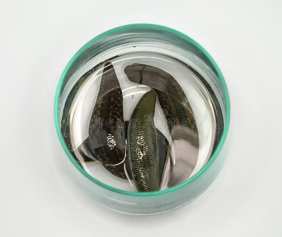 The medical leech close up stock image. Image of magnification - 88907509