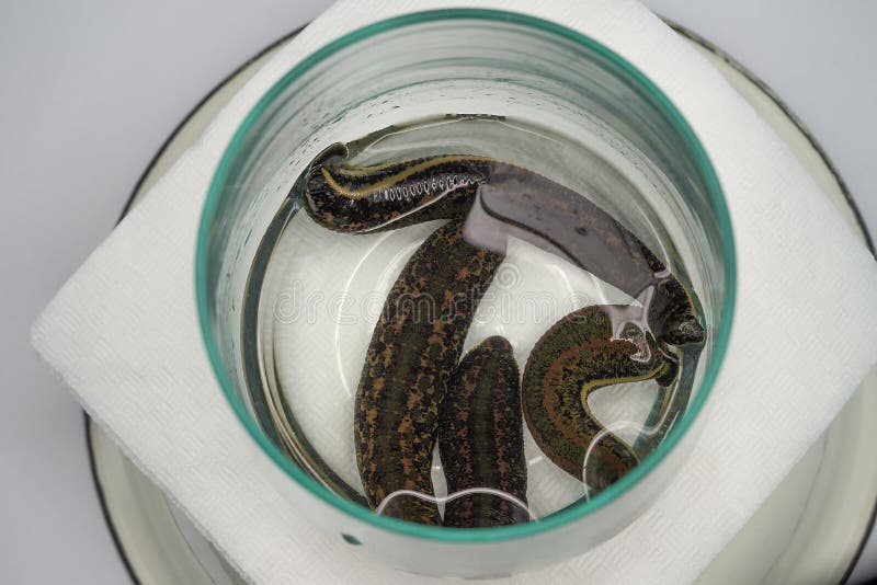 The medical leech close up stock photo. Image of magnification - 88915184