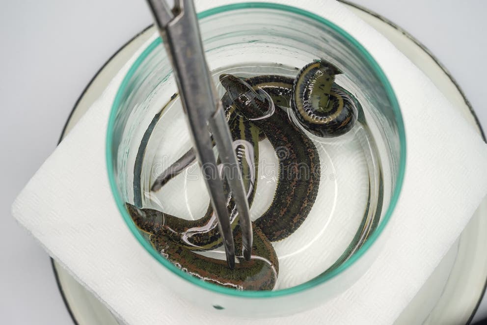The medical leech close up stock image. Image of magnification - 88908141