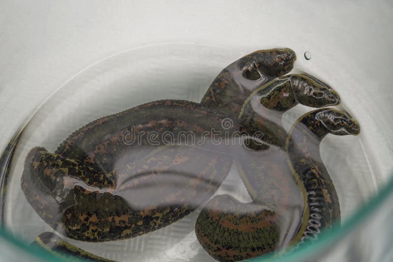 The medical leech close up stock photo. Image of medicinal - 88914780