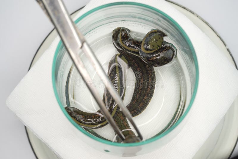 The medical leech close up stock photo. Image of magnification - 88915184