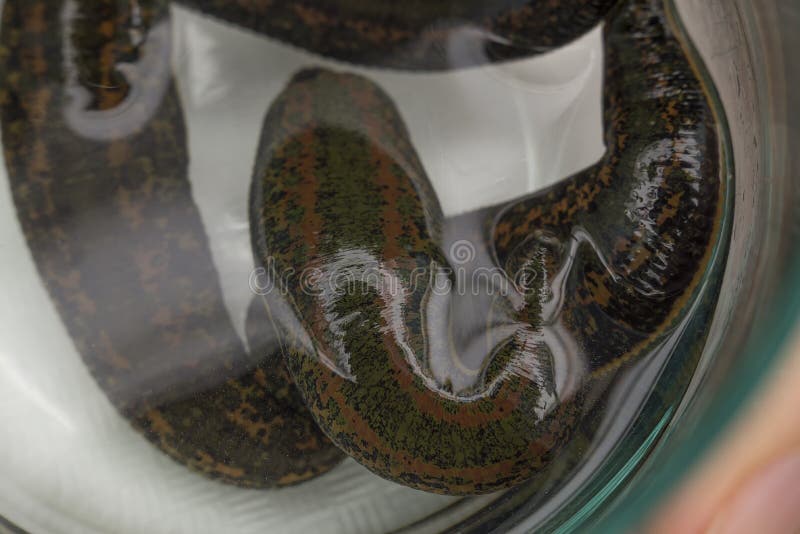 The medical leech close up stock image. Image of animal - 88915907