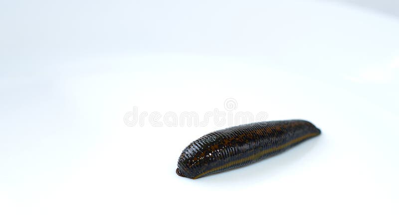 Medical Leech Isolated on White Background Close Up Stock Photo - Image ...