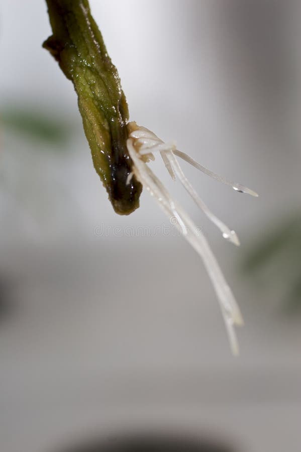 Medical Marijuana Roots stock photo. Image of buds, dried - 11107910