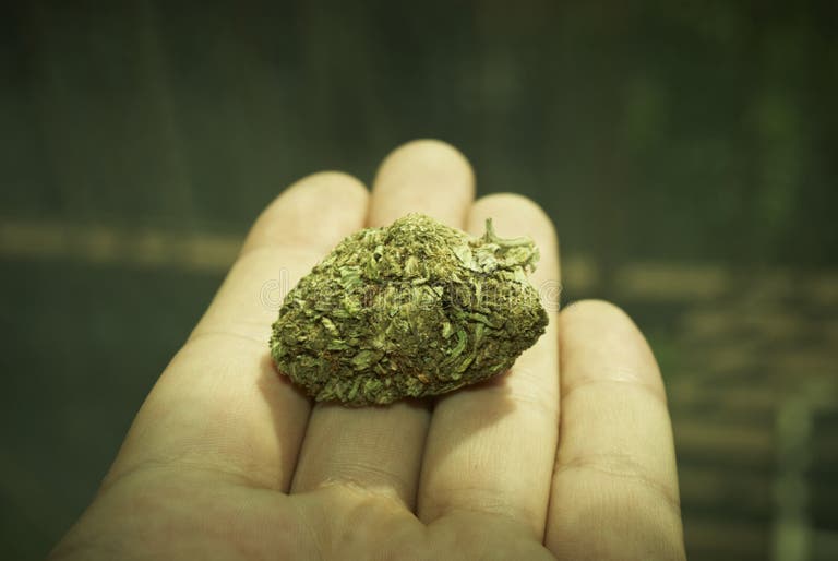 Medical Marijuana RX stock photo. Image of medical, agriculture - 32630404