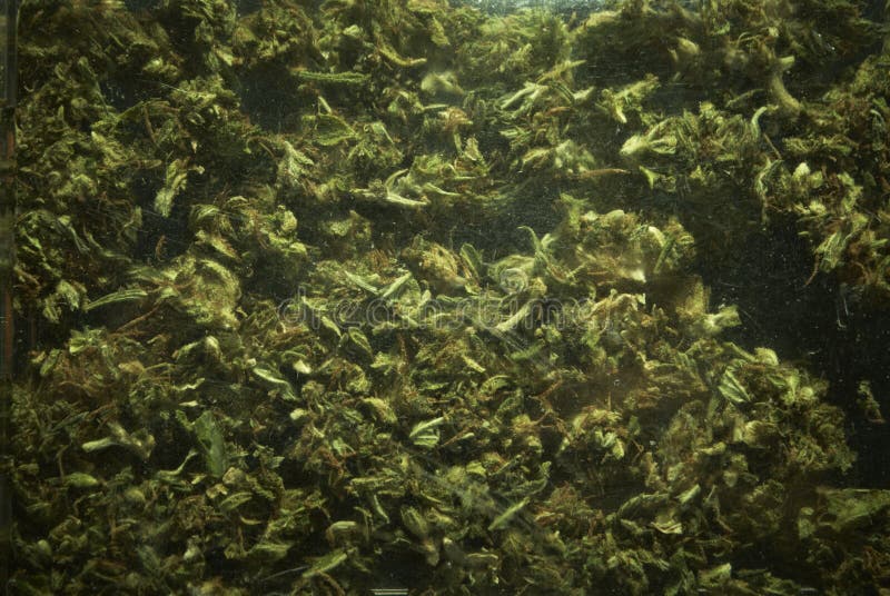 Medical Marijuana RX stock photo. Image of joint, agriculture - 32651308