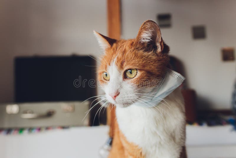 Medical Mask for Cat. Virus Protected Cat. Isolated Cat at Home. Stock ...
