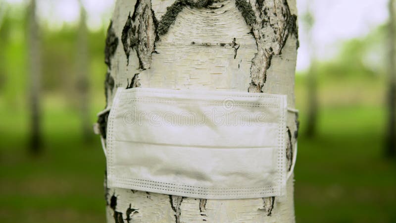 A Medical Mask is Dressed on a Birch Trunk. the Tree is Protected from ...