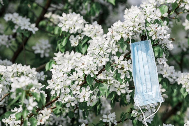 A Medical Mask is Hung among the White Flowers of the Apple Tree Stock ...