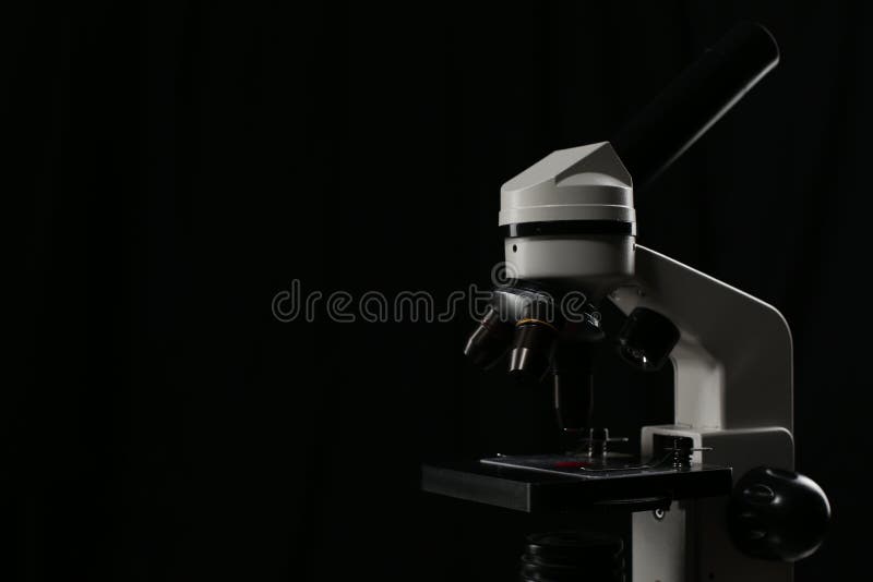 Microscope of Black Fungus Spore Strain with Lactophenol Cotton Blue ...