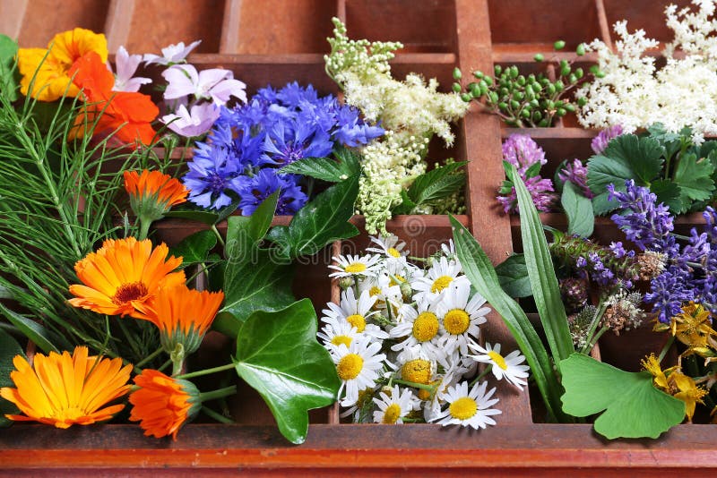 Medical plants stock photo. Image of collection, healthy - 94547836