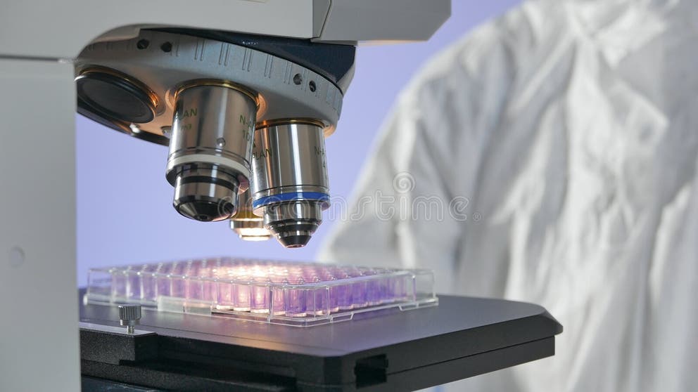 Medical Plate Under the Microscope for Studying of Pseudomonad and ...