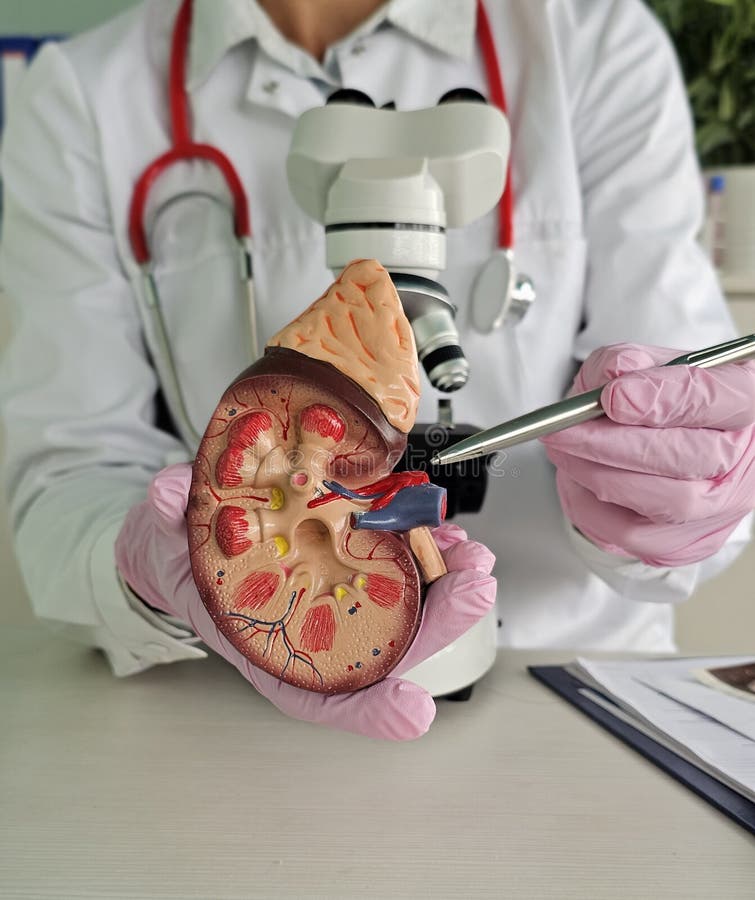 Medical Professional Demonstrating Kidney Anatomy with Model while ...