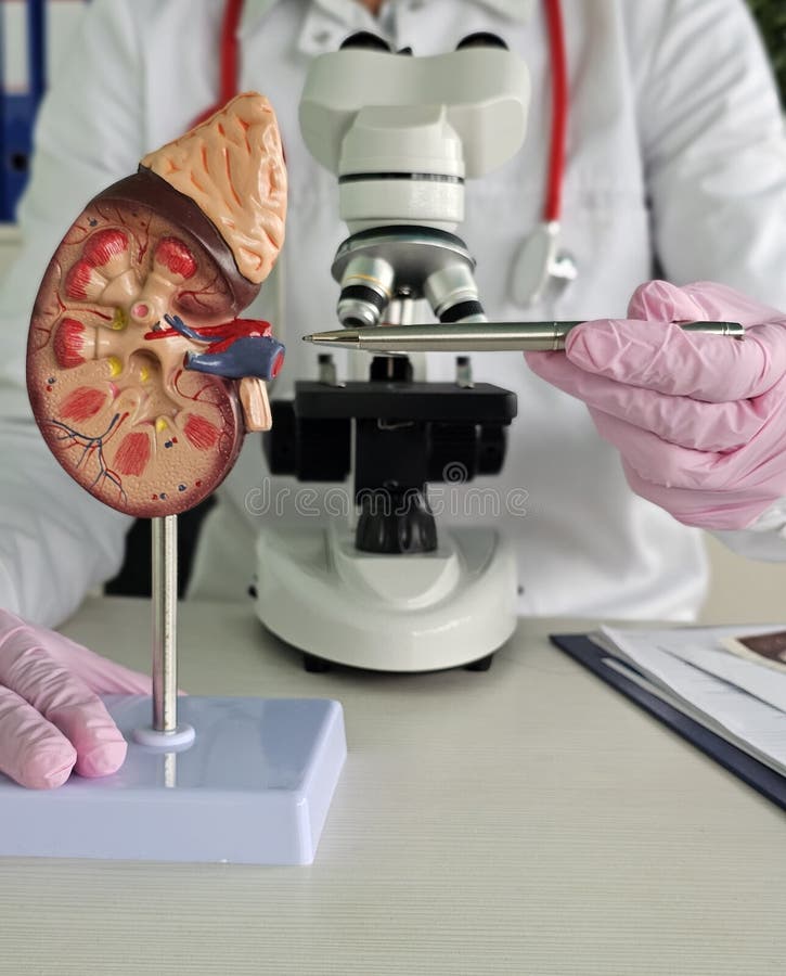 735 Kidney Under Microscope Labeled Stock Photos - Free & Royalty-Free ...