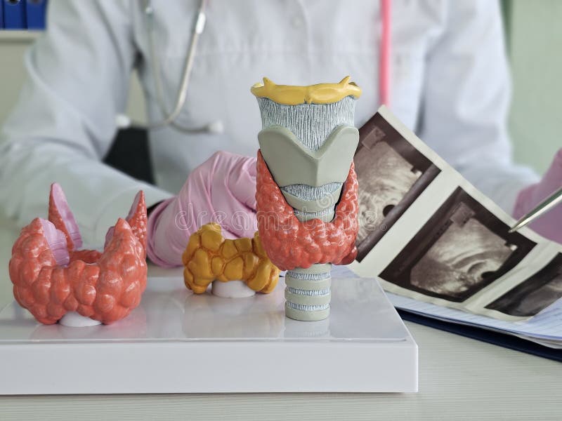 Medical Professional Examines Thyroid Models while Reviewing Ultrasound ...