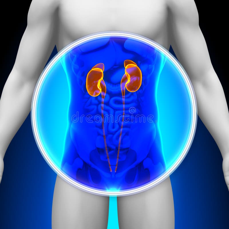 Medical X-Ray Scan - Kidneys Stock Illustration - Illustration of ...