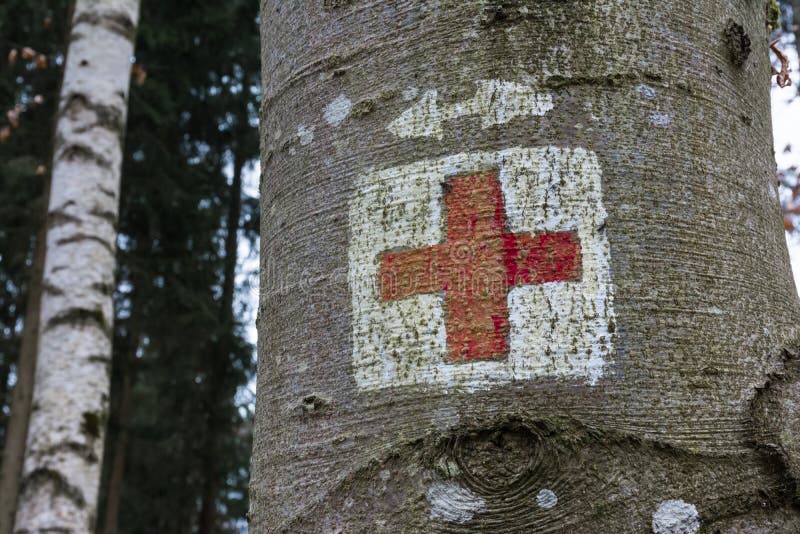 Medical Red Cross Emergency Symbol Painted on Tree Trunk Forest ...