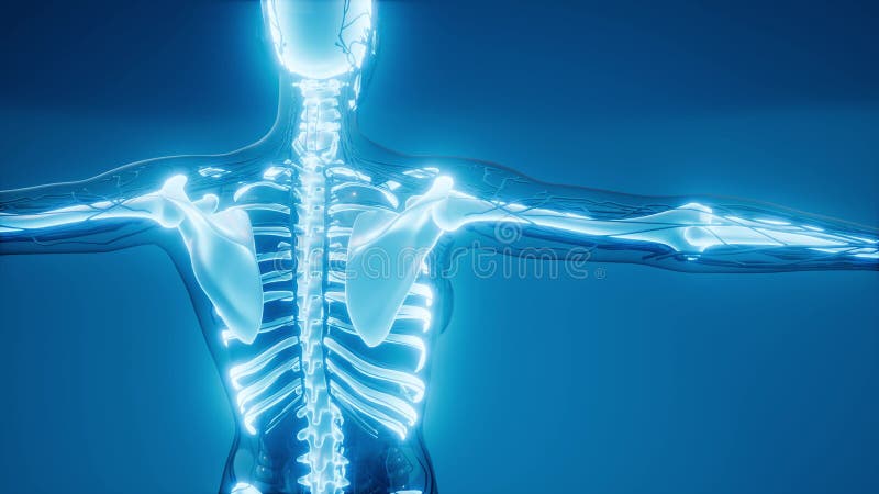 Transparent Human Body with Visible Bones Stock Illustration ...