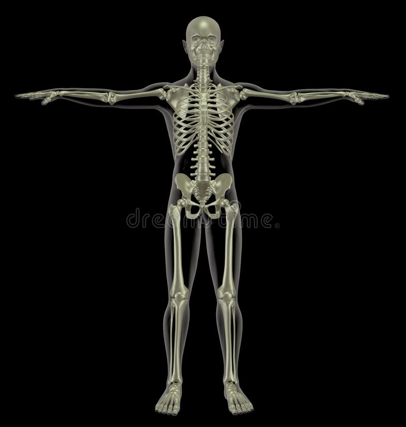 Human skeleton stock vector. Illustration of skeletal - 28447566