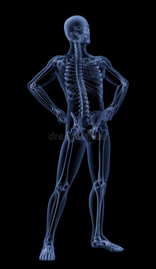 Medical skeleton stock illustration. Illustration of skeleton - 16619886
