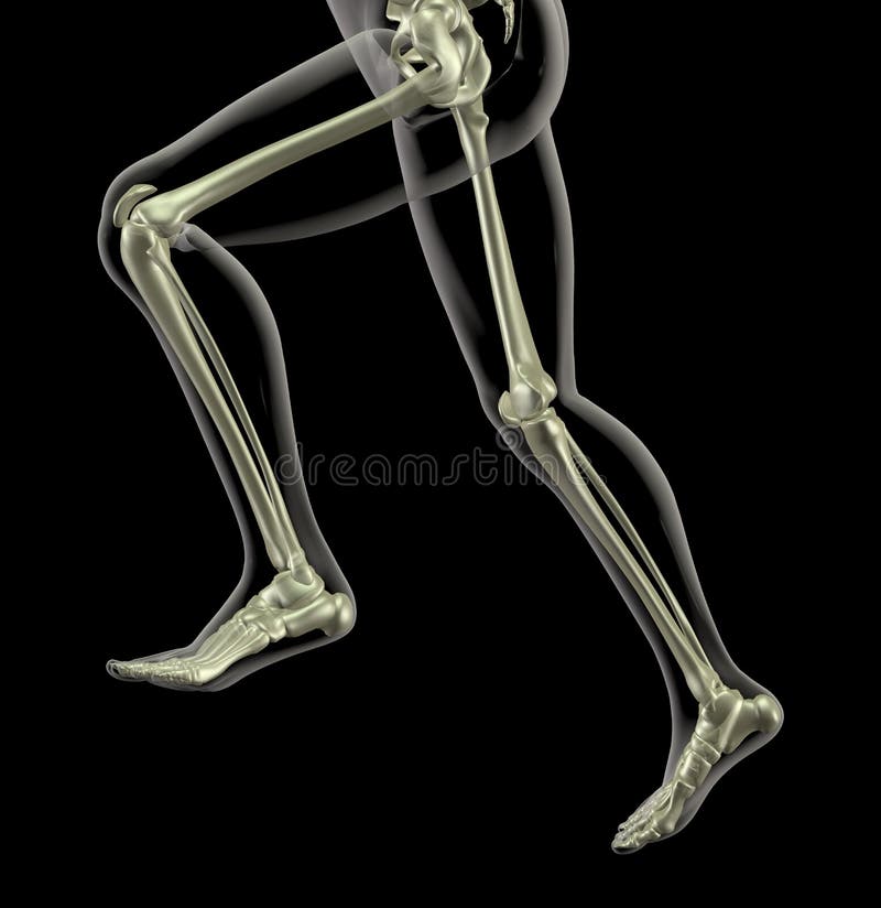 Medical Skeleton in Running Motion Stock Illustration - Illustration of ...