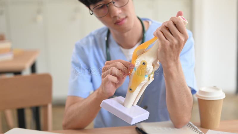 Medical Student Examining Knee Joint Model during a Study Session Stock ...