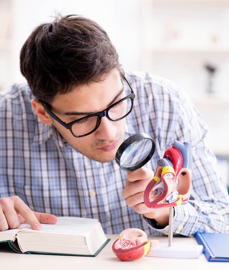 Medical Student Studing the Heart Stock Image - Image of cardiologist ...