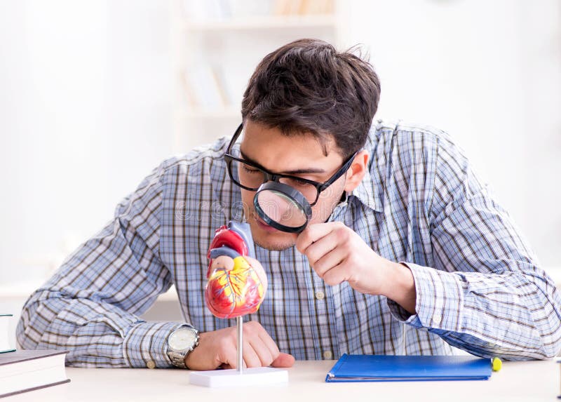 Medical Student Studing the Heart Stock Image - Image of healthcare ...