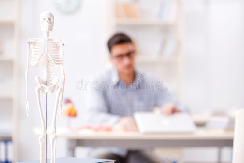 The Medical Student Studing the Skeleton Stock Image - Image of ...