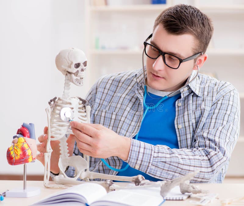 Medical Student Studying Skeleton in Classroom during Lecture Stock ...