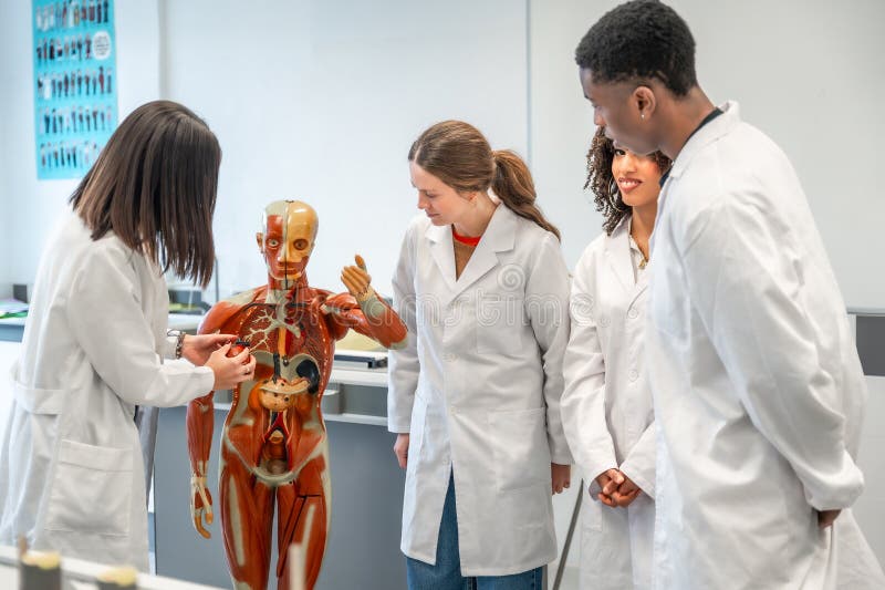 Medical Students Studying Human Anatomy on Anatomical Model Stock Image ...