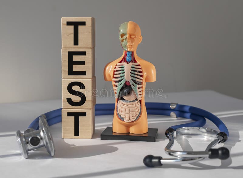 Medical Test Concept. Inner Organs Examination Stock Image - Image of ...
