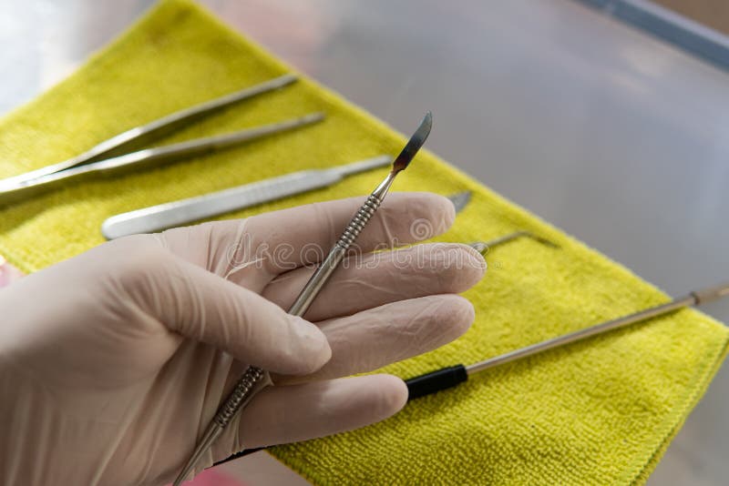 Medical Tool. the Use of a Metal Instrument in Mycology Stock Image ...