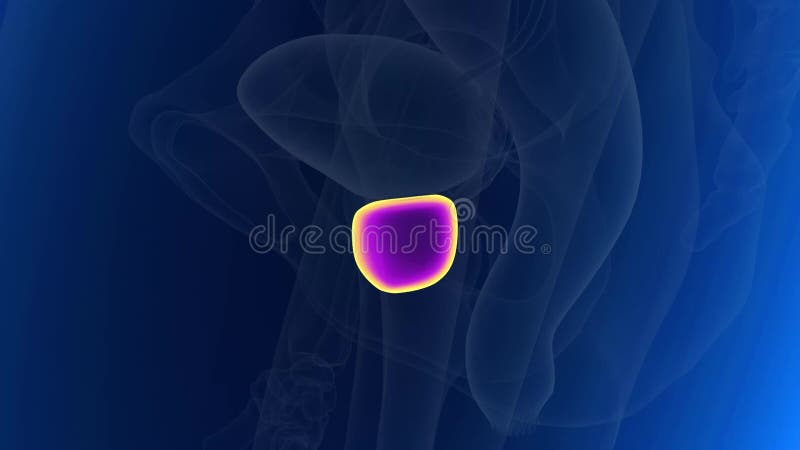 3D Human Bladder Anatomy Hand Drawn on Chalkboard Stock Video - Video ...