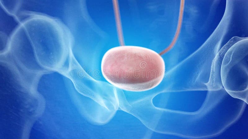 Human Bladder Anatomy Hand Drawn on Chalkboard Stock Footage - Video of ...