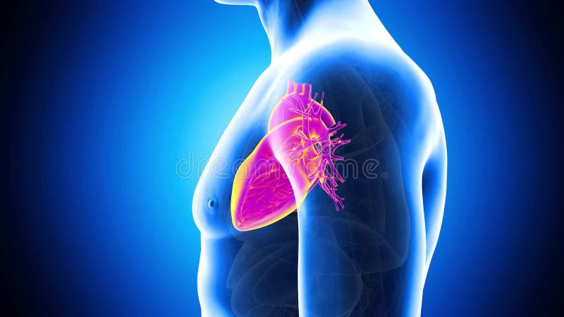 Human Heart Anatomy Animation, Human Body Parts Animation, Biology ...