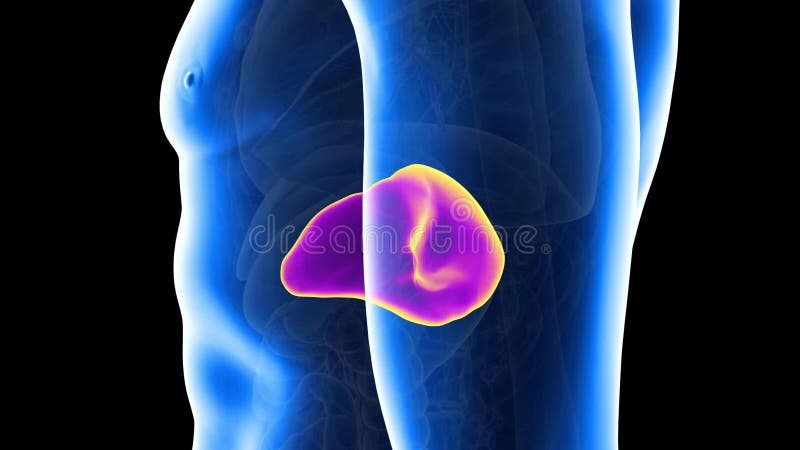 The human spleen stock video. Video of body, system - 140260811