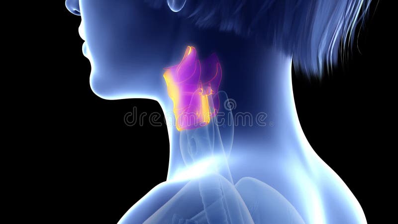 The larynx stock footage. Video of larynx, anatomy, transparent - 140228832