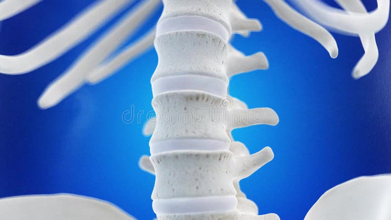 Lumbar Spine L 2 Bone Anatomy for Medical Concept 3D Animation Stock ...